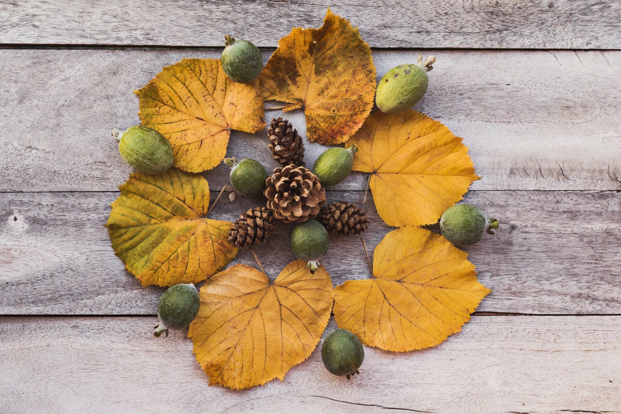 How to create a nature mandala on your walks this winter – Active For Life